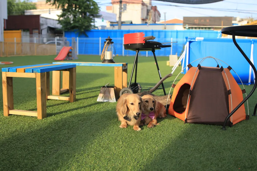 DIY vs. Store-Bought: Creating a Safe and Fun Pet Playground on a ...