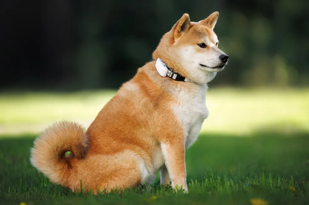 How Smart Collars Track Pet Health and Location – FoundFor.com
