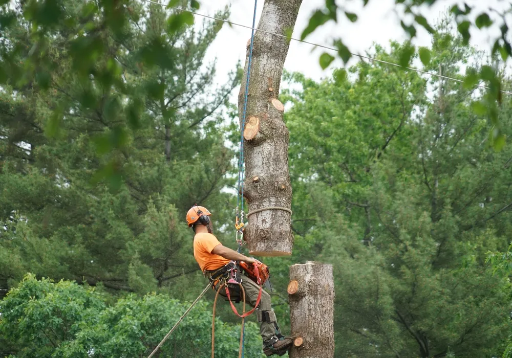 Finding Affordable Tree Cutting Services Near Your Zip Code – Read ...