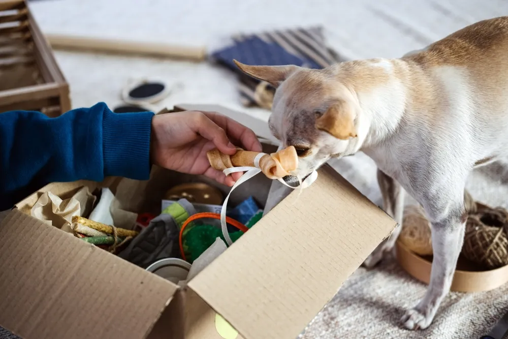 Top Subscription Boxes for Pets: Are They Really Worth It? – Reviewer Today